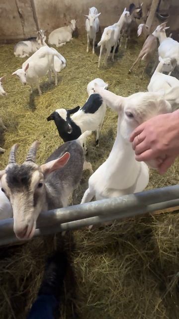 Отопление коровника