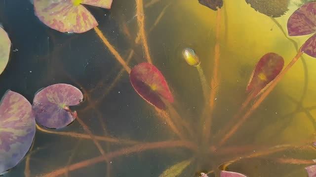 НИМФЕИ В САДУ ПОЗДНЕЙ ОСЕНЬЮ #сад #цветы #нимфеи #цветыдляпруда #цветыдляводоемов #хранениенимфей