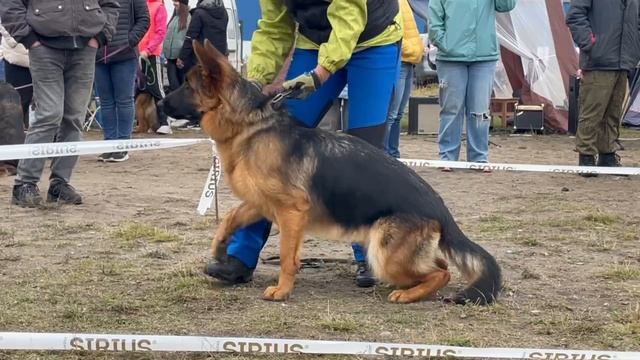 ЩЕНКИ СУКИ / КЧК ПЕТРОЗАВОДСК 4 октября`25 Л.Косашвили Моно немецких овчарок