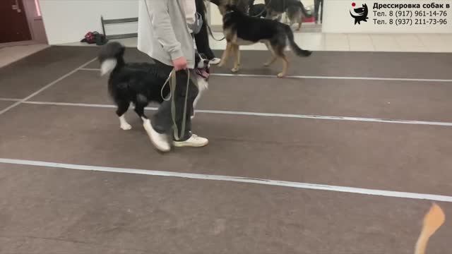 Занятие в группе по дрессировке: команда Рядом. Тольятти, 28 сентября 2025.