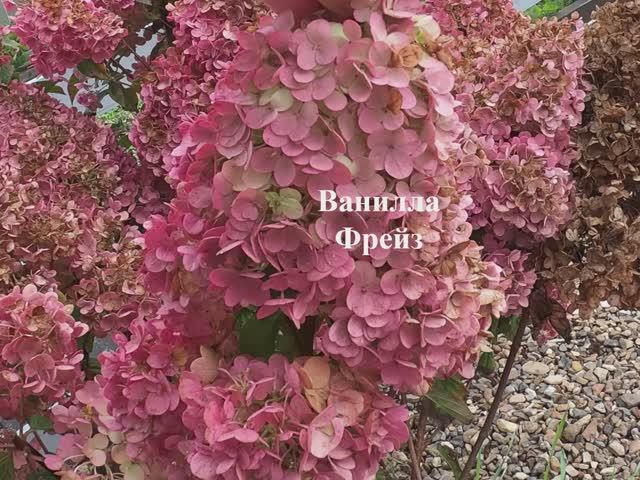 Осенняя обрезка метельчатых гортензий Ванилла Фрейз и Самарская Лидия.