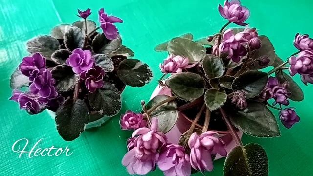 Фиолетовые красавицы фиалки в первом цветении.