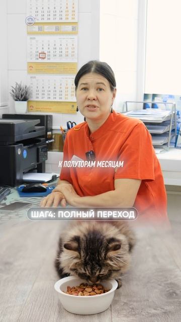 🔸 Как правильно ввести прикорм котёнку: инструкция из 4 шагов.