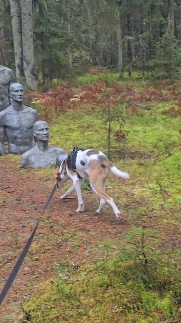 Неожиданная встреча в лесу 23-10-2025