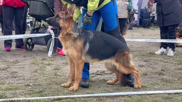 ЩЕНКИ СУКИ / КЧК ПЕТРОЗАВОДСК 4 октября`25 Л.Косашвили Моно немецких овчарок