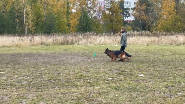 2 Отл. СС Ирендорф ВУДУ +++ №69. ПЕТРОЗАВОДСК 4 октября`25 Моно немецких овчарок