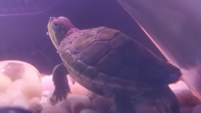 Архив. Черепашка красноухая Манго!