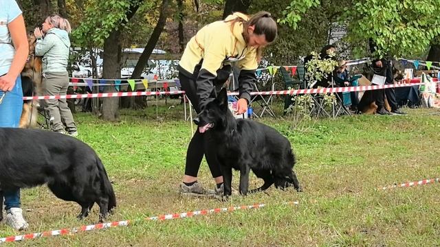 ЮНИОРЫ СУКИ / КЧК КРАСНОДАР 18 октября`25 Е.Медведева Моно немецких овчарок