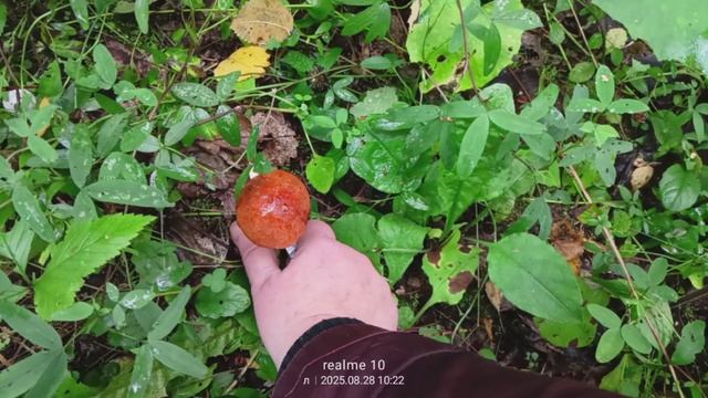 Где растут подосиновики ищем красноголовики в чаще леса