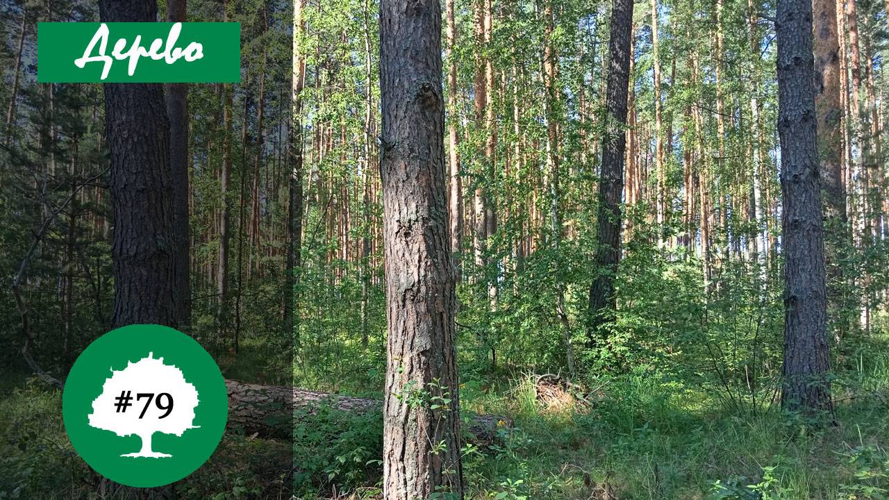 Ответы на вопросы. Глебовы. Дерево 79. #генеалогия #родословная