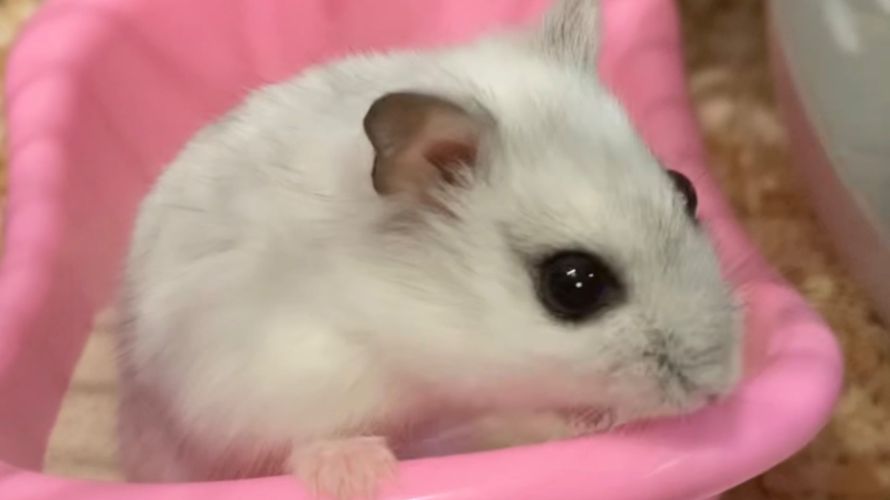 Смешной хомячок 🐹