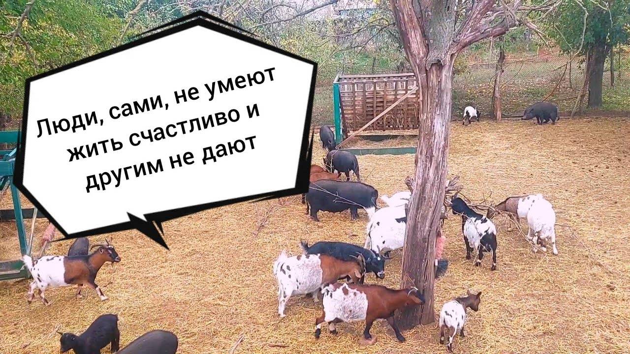 Вот так и живем 😁🤦_♀️ - ЛИЦИМЕРИЕ, ЛОЖЬ И ЗАВИСТЬ
