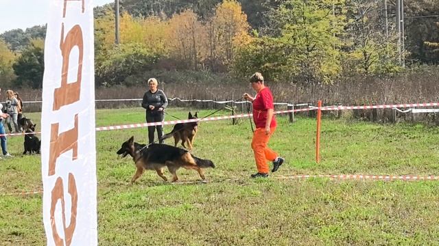 ЮНИОРЫ КОБЕЛИ ДШ / КЧК КРАСНОДАР 18 октября`25 Е.Медведева Моно немецких овчарок