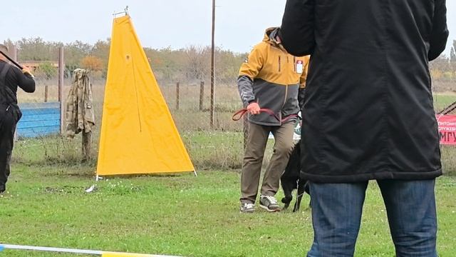 3 Отл. Art Raen's ABIGEL Лучшая защита! №32. РОСТОВ-НА-ДОНУ 19 октября`25 Моно немецких овчарок