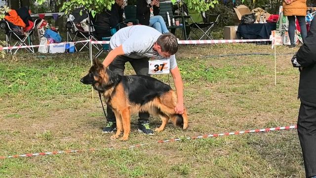 МОЛОДЫЕ СУКИ ДШ / КЧК КРАСНОДАР 18 октября`25 Е.Медведева Моно немецких овчарок