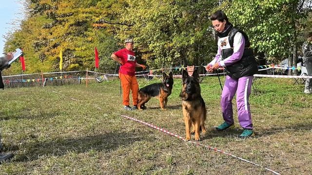 ЮНИОРЫ СУКИ ДШ / КЧК КРАСНОДАР 18 октября`25 Е.Медведева Моно немецких овчарок