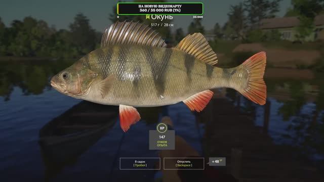 РР4 Комариное. Окунь.