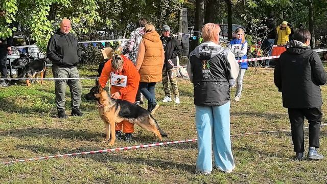 ПОДРОСТКИ КОБЕЛИ / КЧК КРАСНОДАР 18 октября`25 Е.Медведева Моно немецких овчарок