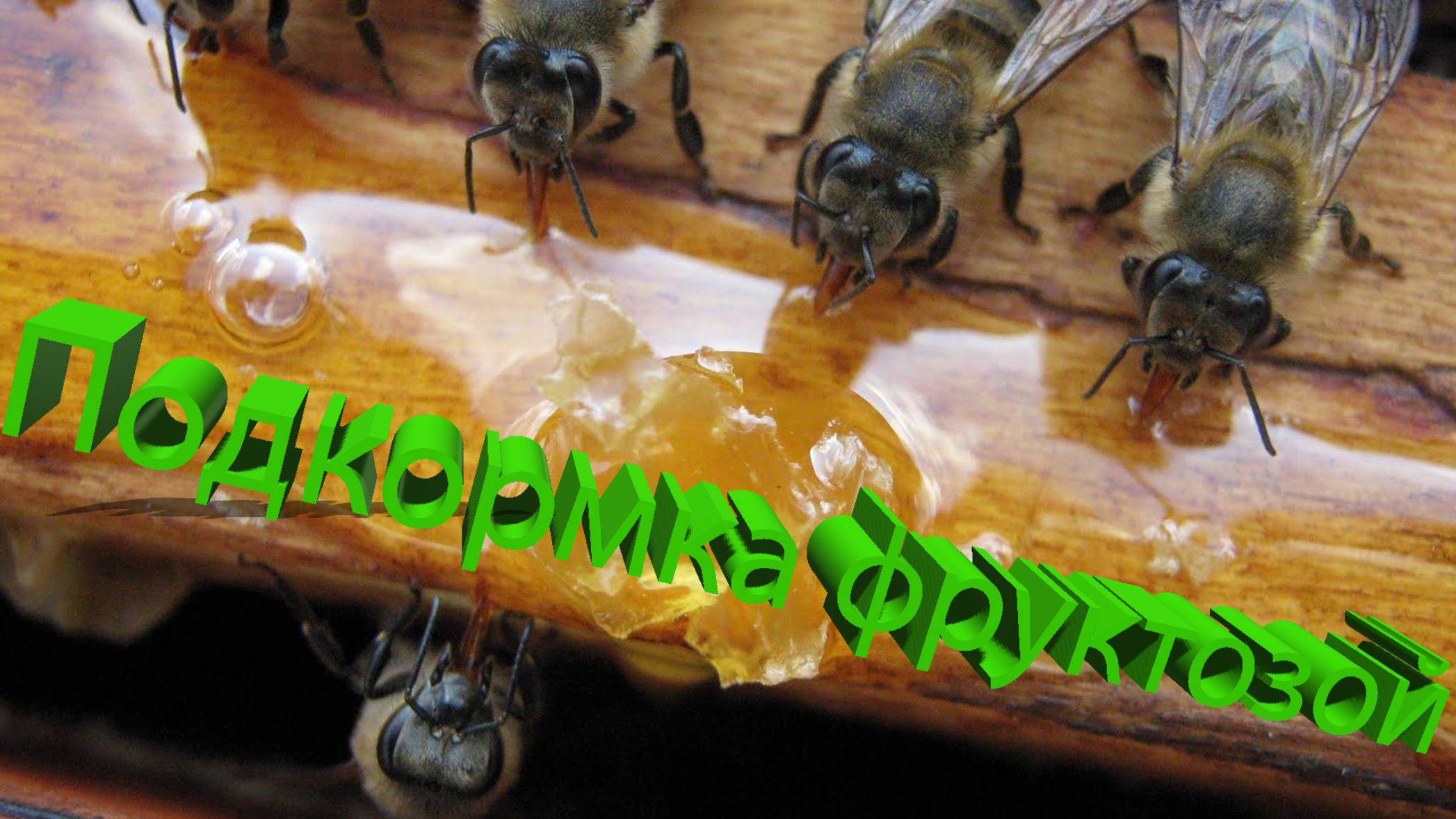 Можно ли пчелам фруктозу? Смотрите ответ профессора Кашковского, чтобы не погубить семью