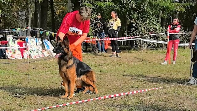 ЮНИОРЫ СУКИ ДШ / КЧК КРАСНОДАР 18 октября`25 Е.Медведева Моно немецких овчарок
