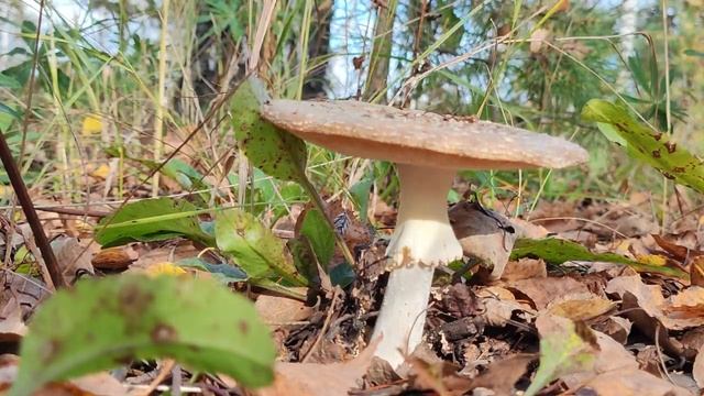 Сказка про Вапак (Мухомор)