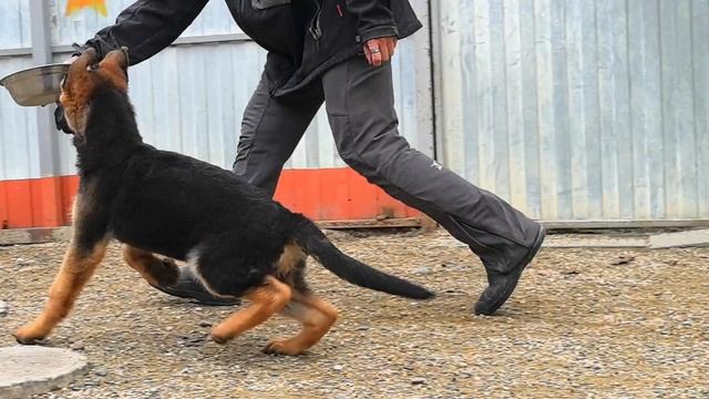 Баларис РАНМАРК,  3 месяца 17 дней