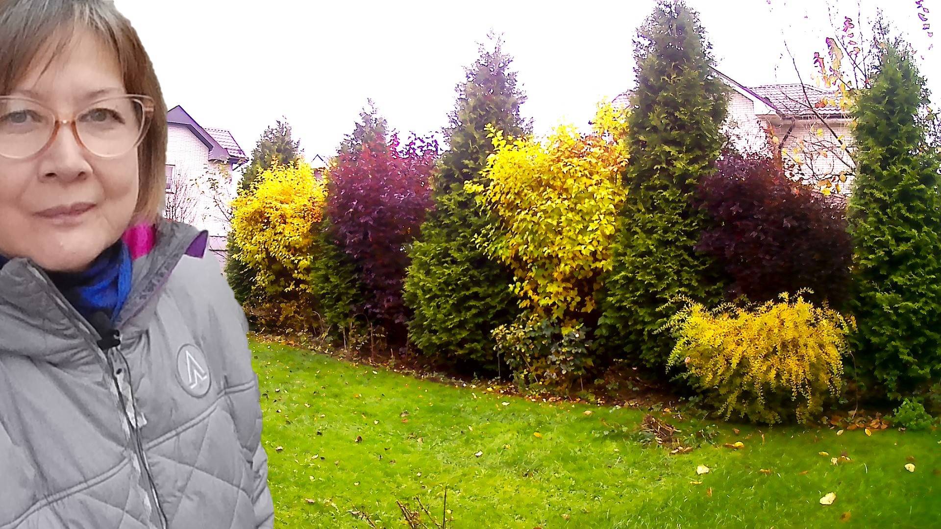 Живая изгородь 21 октября 2025 г. Ландшафтный дизайн на 4 сотках