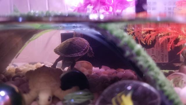 Архив. Черепашка красноухая Манго!