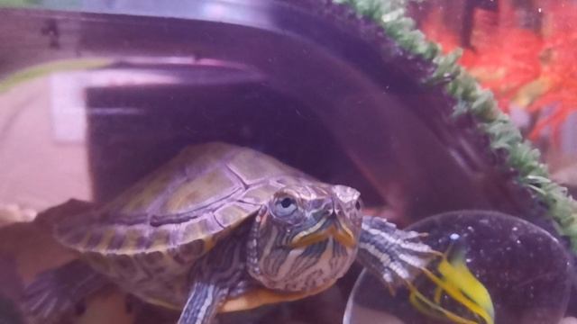 Архив. Черепашка красноухая Манго!