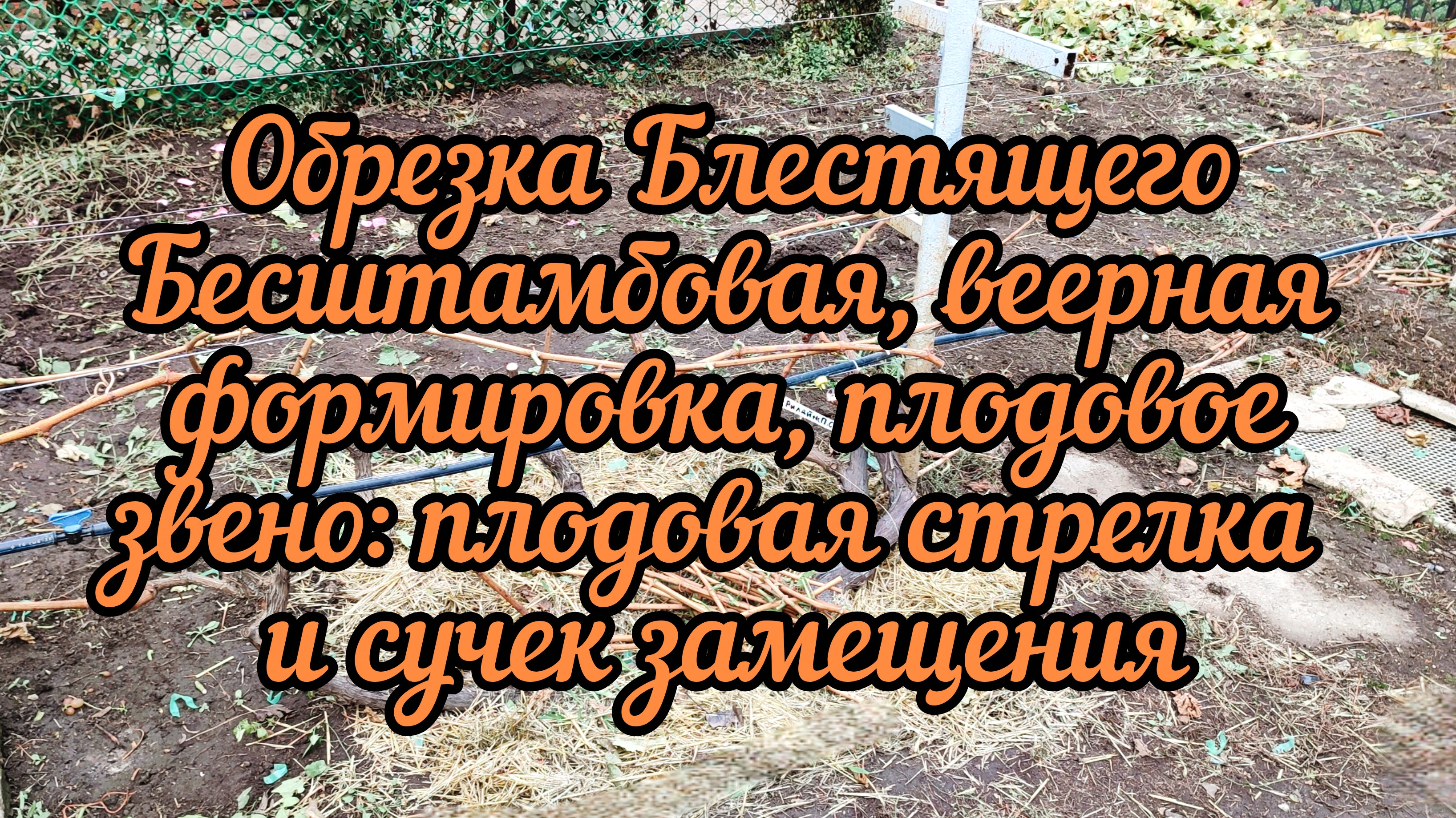 Обрезка 11 летнего куста винограда сорта Блестящий на урожай