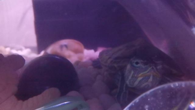 Архив. Черепашка красноухая Манго!