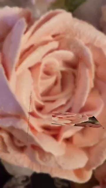 Зефирные лепестки 🌸