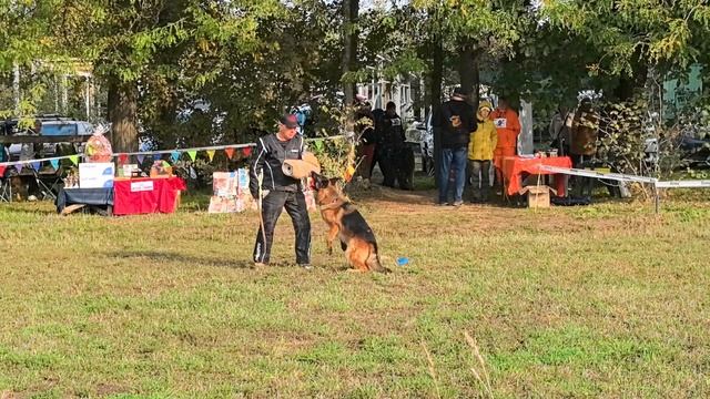 3 Отл. Баунти Вэй ШЕРМАН №11. КРАСНОДАР 18 октября`25 Моно немецких овчарок