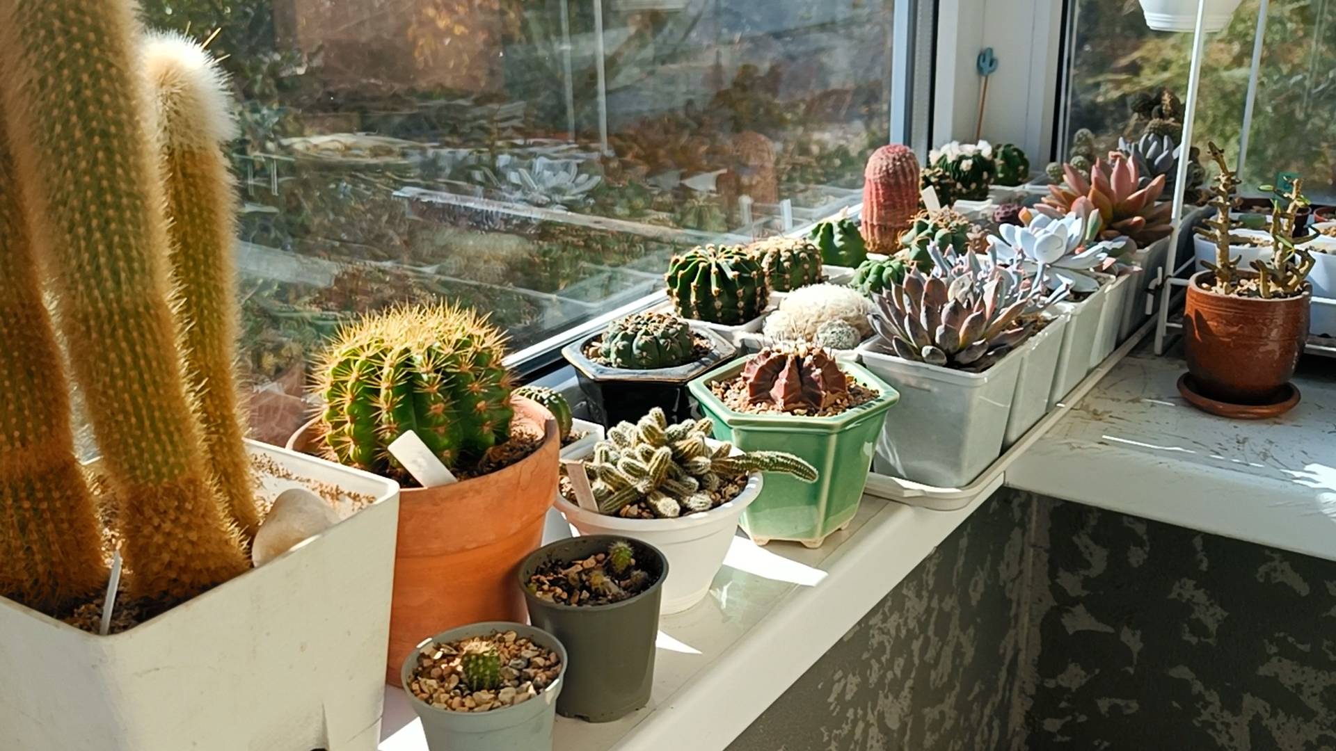 Новые кактусы из Китайской закупки. Обзор кактусов