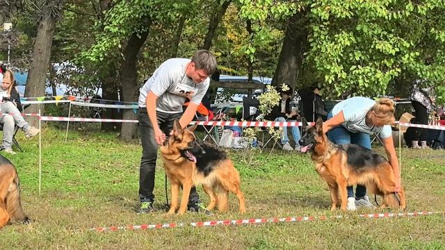 МОЛОДЫЕ СУКИ / КЧК КРАСНОДАР 18 октября`25 Е.Медведева Моно немецких овчарок