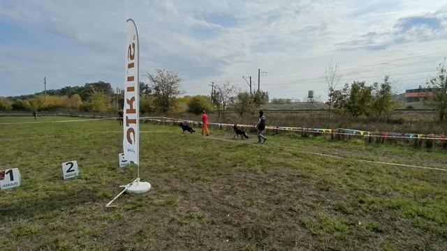 ЮНИОРЫ СУКИ ДШ / КЧК КРАСНОДАР 18 октября`25 Е.Медведева Моно немецких овчарок