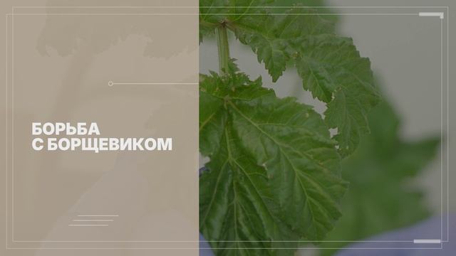 Новый биопрепарат против борщевика: шаг к чистым полям