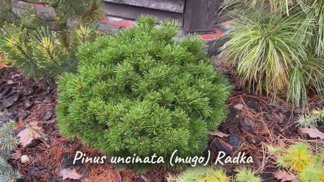 Pinus uncinata (mugo) 'Radka'