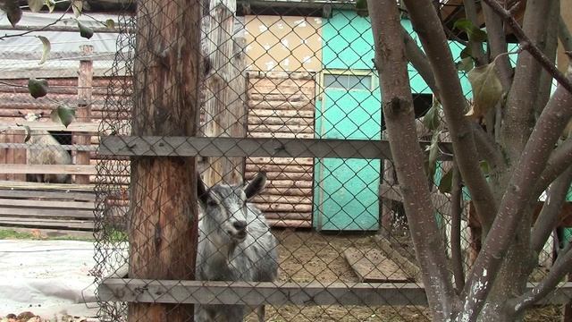 Муромцево  24  октября 2025г Укрыла виноградные кусты в школке НЕ ПОВТОРЯЙТЕ пока не убедитесь