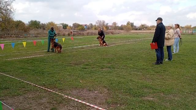 РАБОЧИЙ СУКИ ДШ / КЧК РОСТОВ-НА-ДОНУ 19 октября`25 Е.Пудеев Моно немецких овчарок