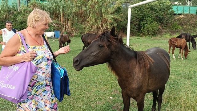 ЛОШАДКИ В ЦАНДРИПШЕ