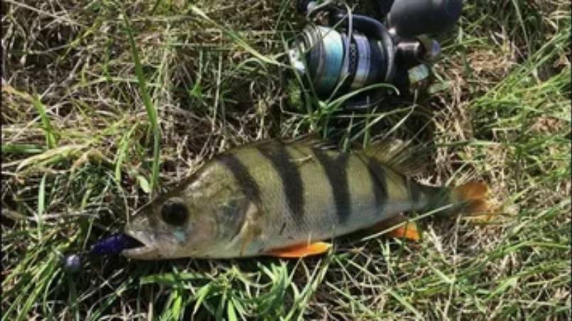 Очередной, осенний выход на хищника (окунь) и проверка / тестирование нового спиннинга - подарок!