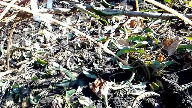 как укрываю персик сорта Ван Голд