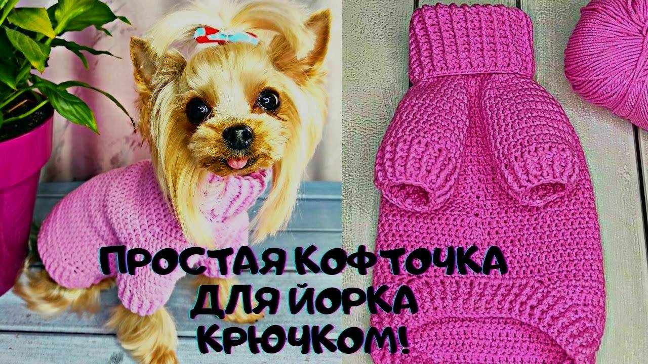 Вяжем крючком простой и стильный свитер для собак - Йорка или Той терьера