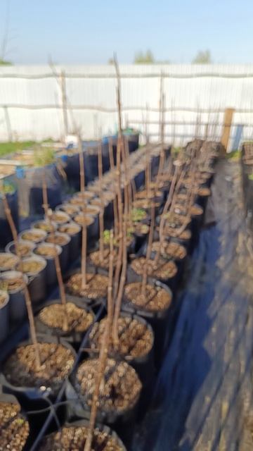 Катальпа в Нижегородской области. Весна 2025.