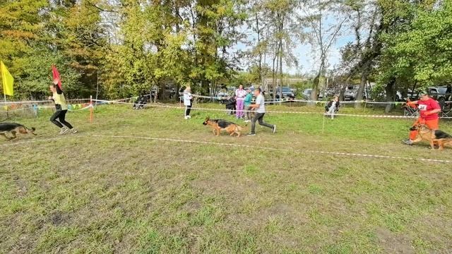 МОЛОДЫЕ СУКИ / КЧК КРАСНОДАР 18 октября`25 Е.Медведева Моно немецких овчарок