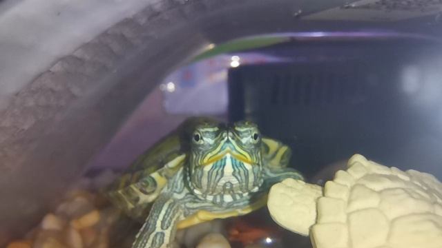 Архив. Черепашка красноухая Манго!