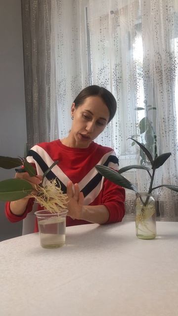 Какие корни у фикуса каучуконосного