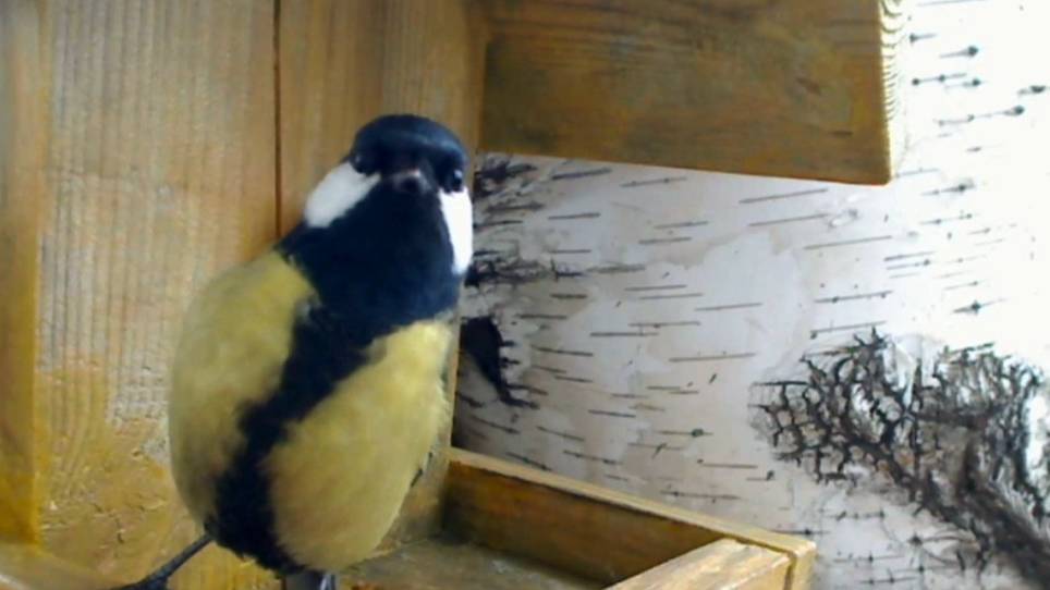 Кормушка на балконе. Любопытная синица