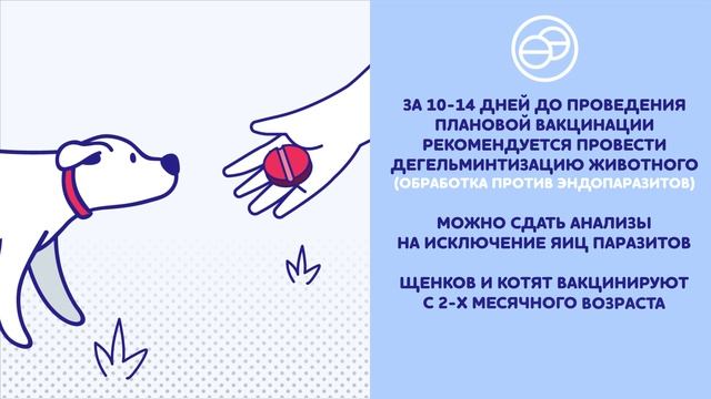 Всё, что нужно знать о вакцинации против бешенства